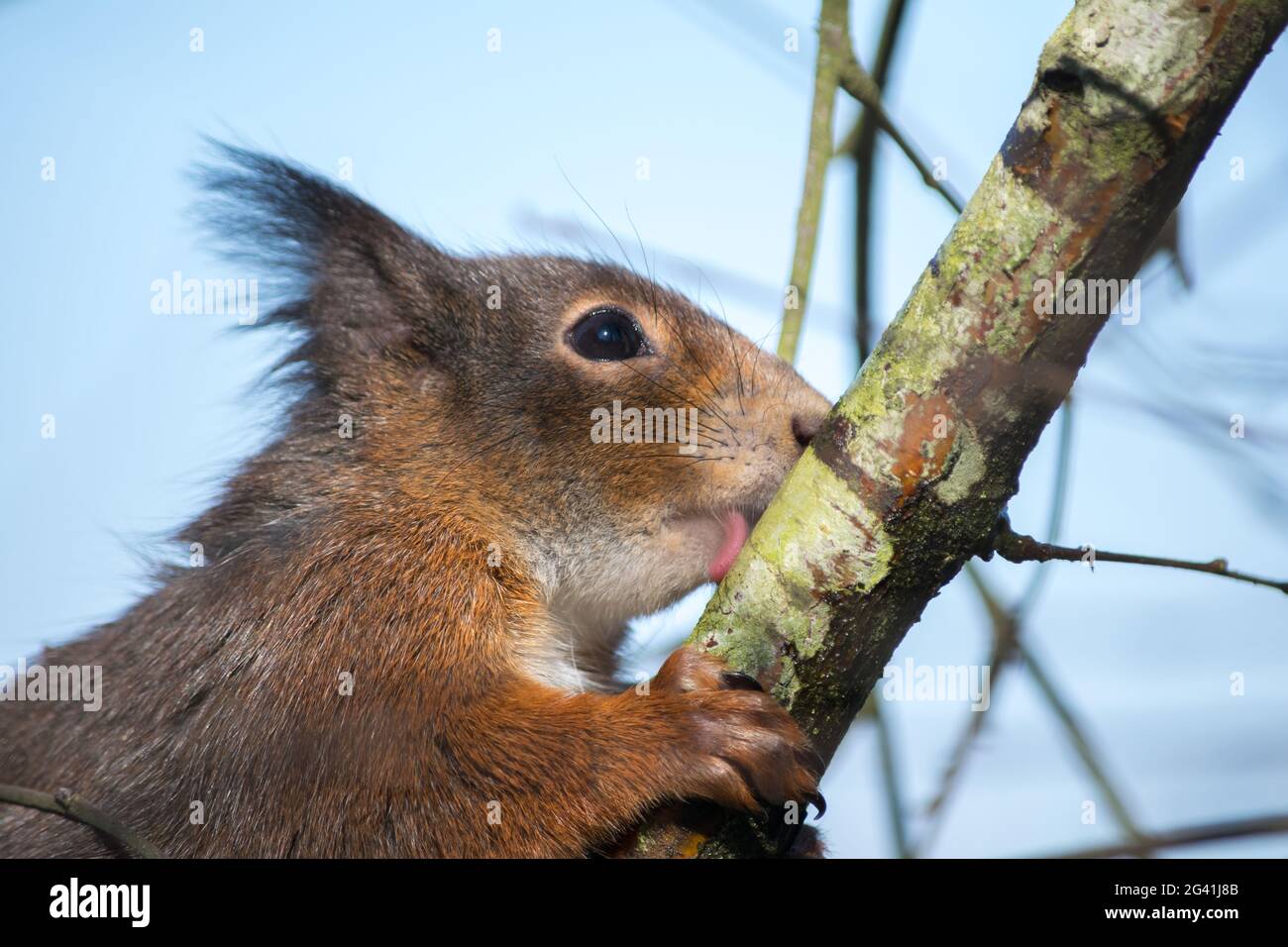 Eurasian red squirrel (sciurus vulgaris Stock Photo - Alamy