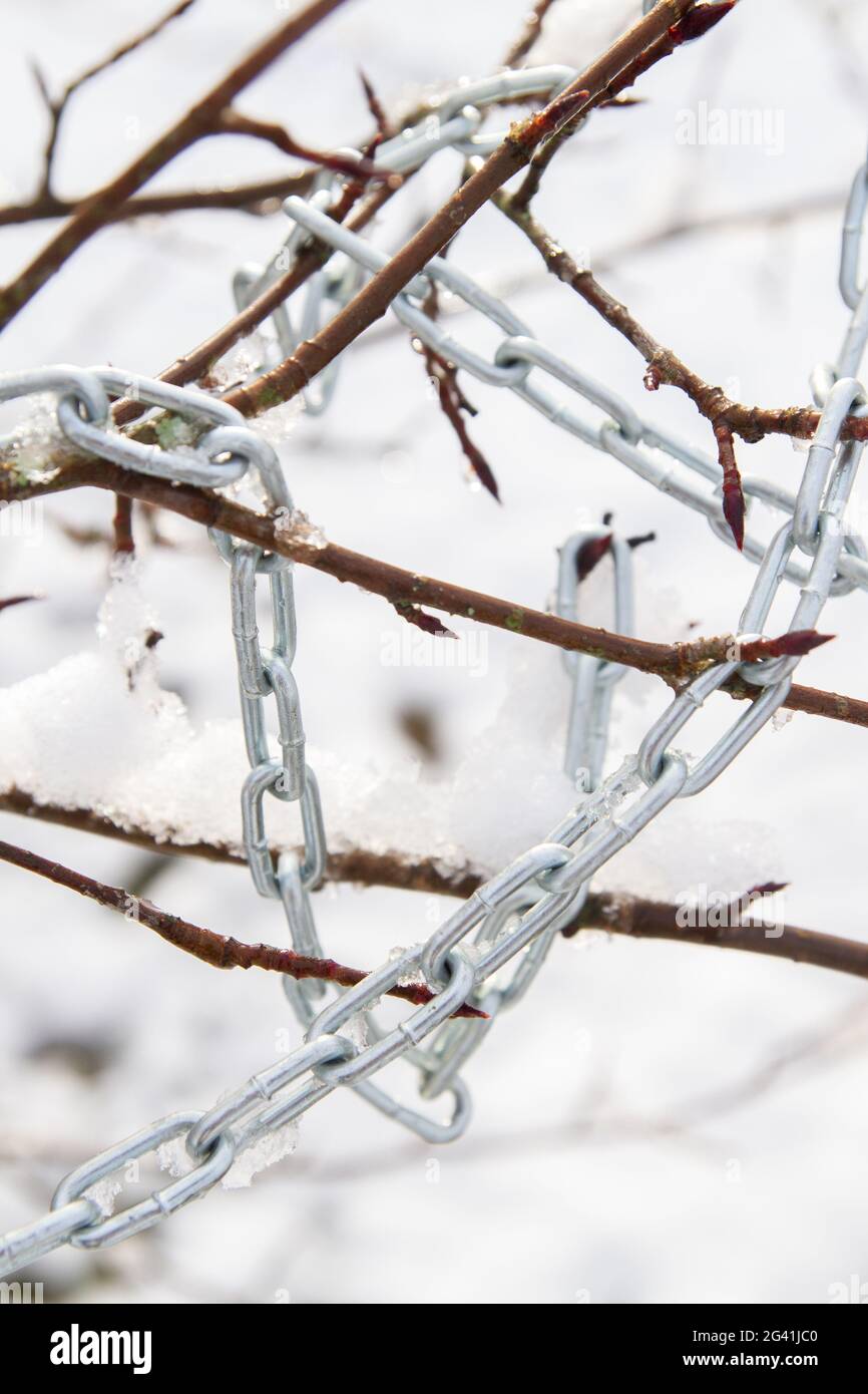 Metal chain hanging on a bush branch in winter Stock Photo - Alamy