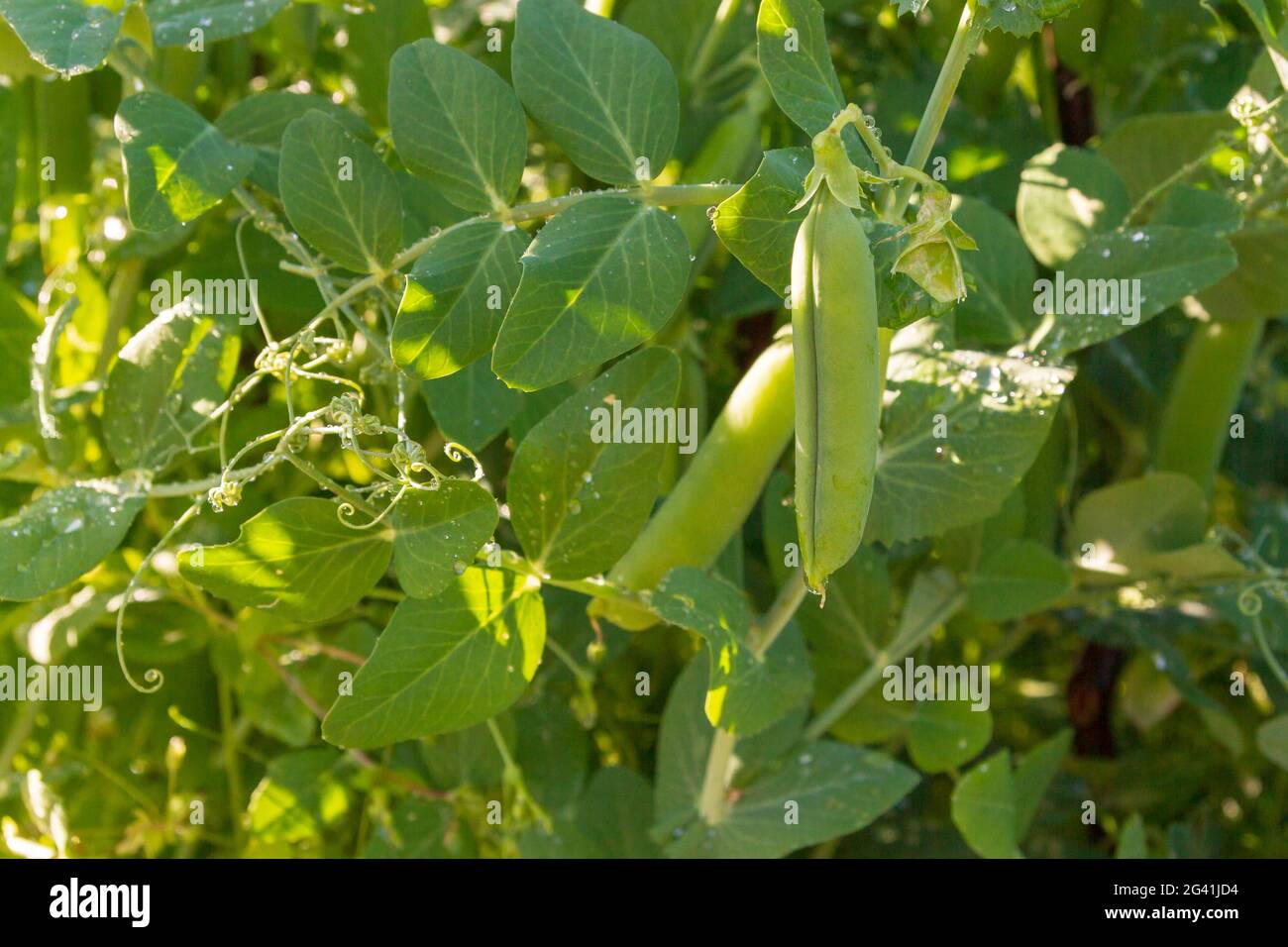 Planting peas in garden bed hi-res stock photography and images - Alamy