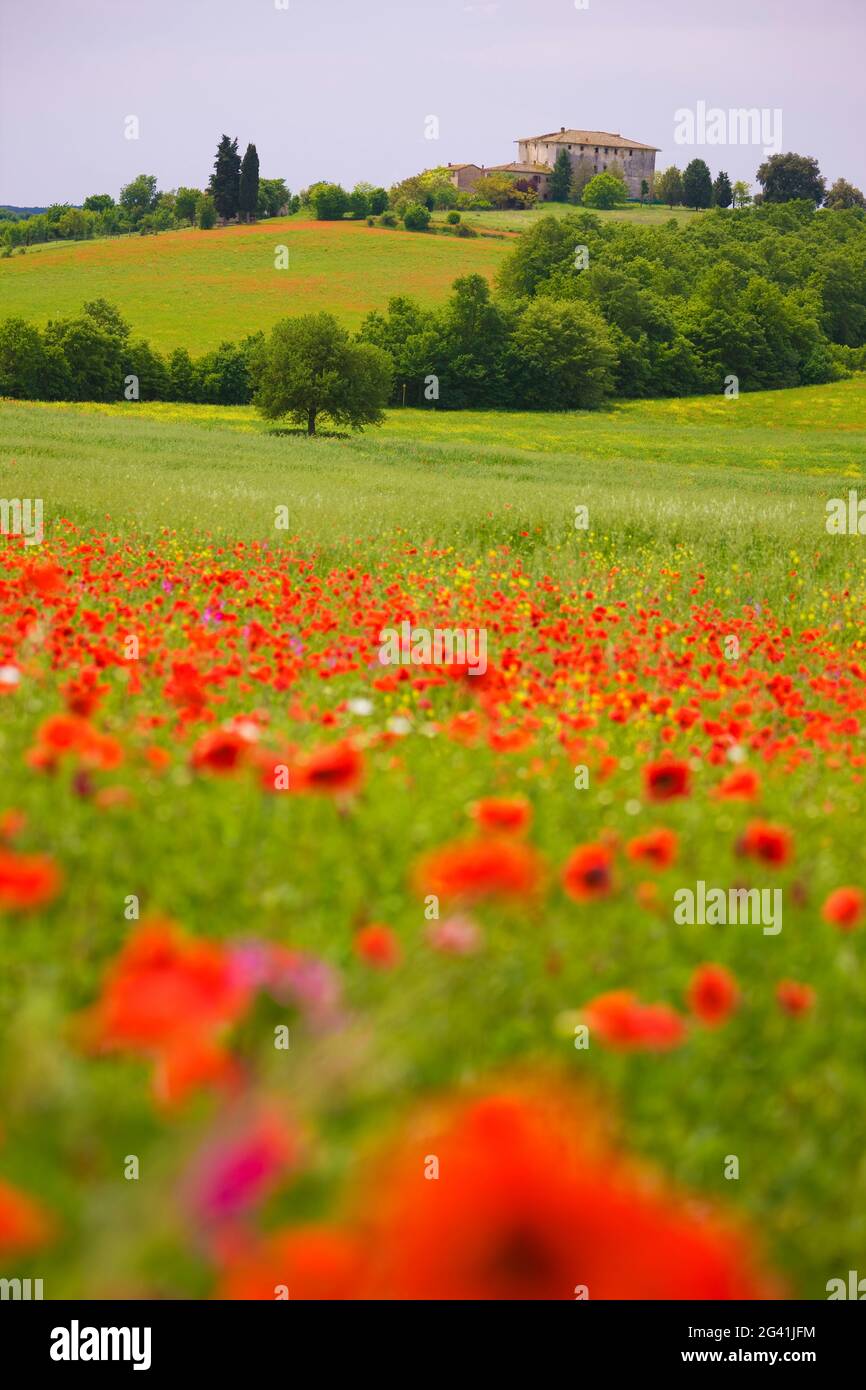 Europe italy tuscany poppy fields hi-res stock photography and images ...