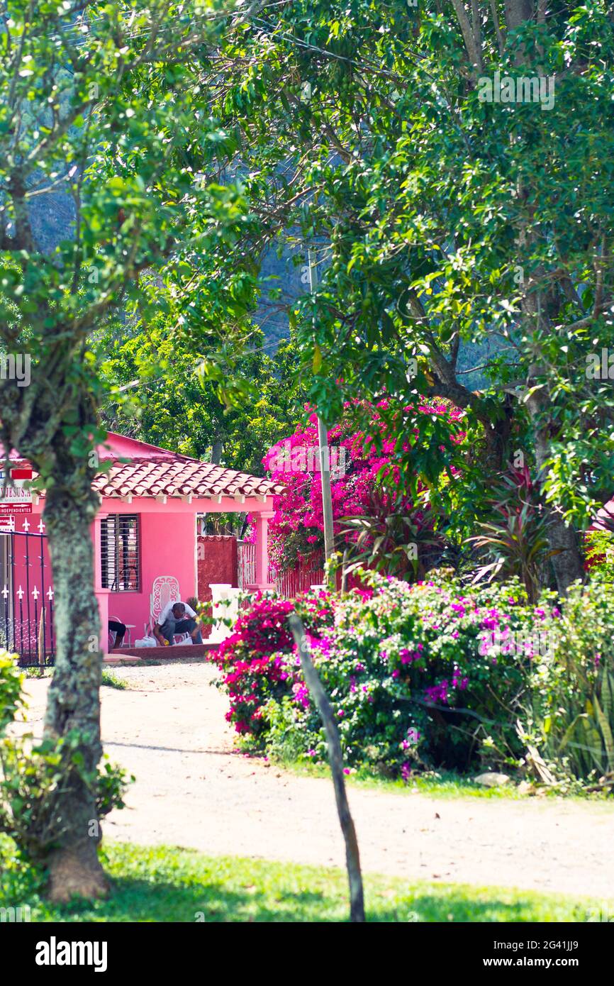 Colourful pink house and pink flowers in Viñales, Cuba Stock Photo - Alamy