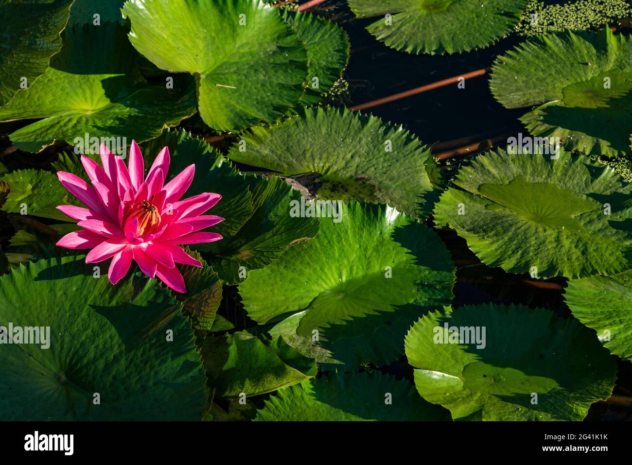 Lily beach resort hi-res stock photography and images - Alamy