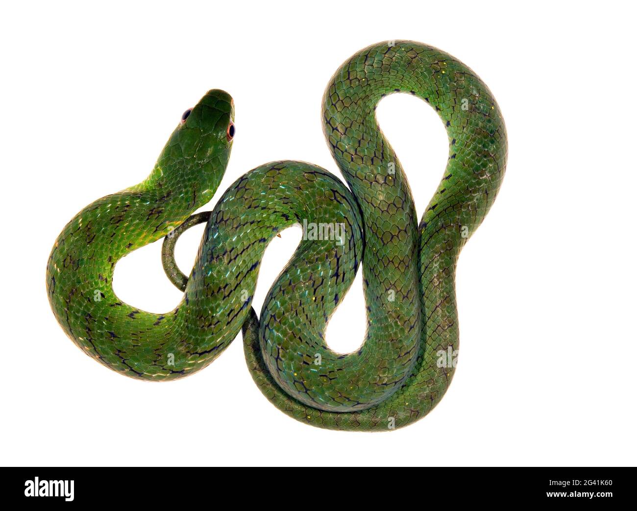 Swamp snake hi-res stock photography and images - Alamy
