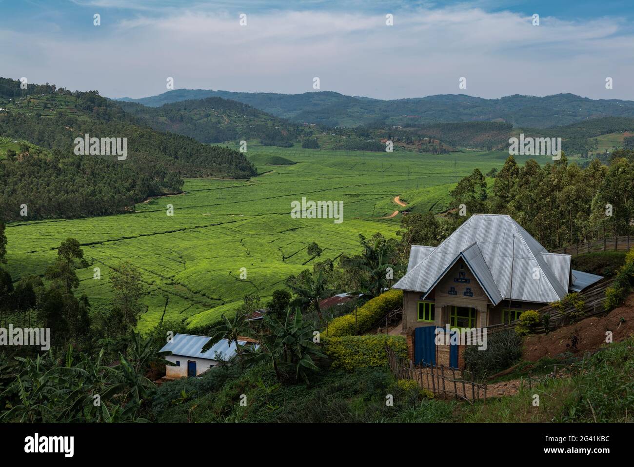 House overlooking tea plantation and mountains, near Gisakura, Western ...