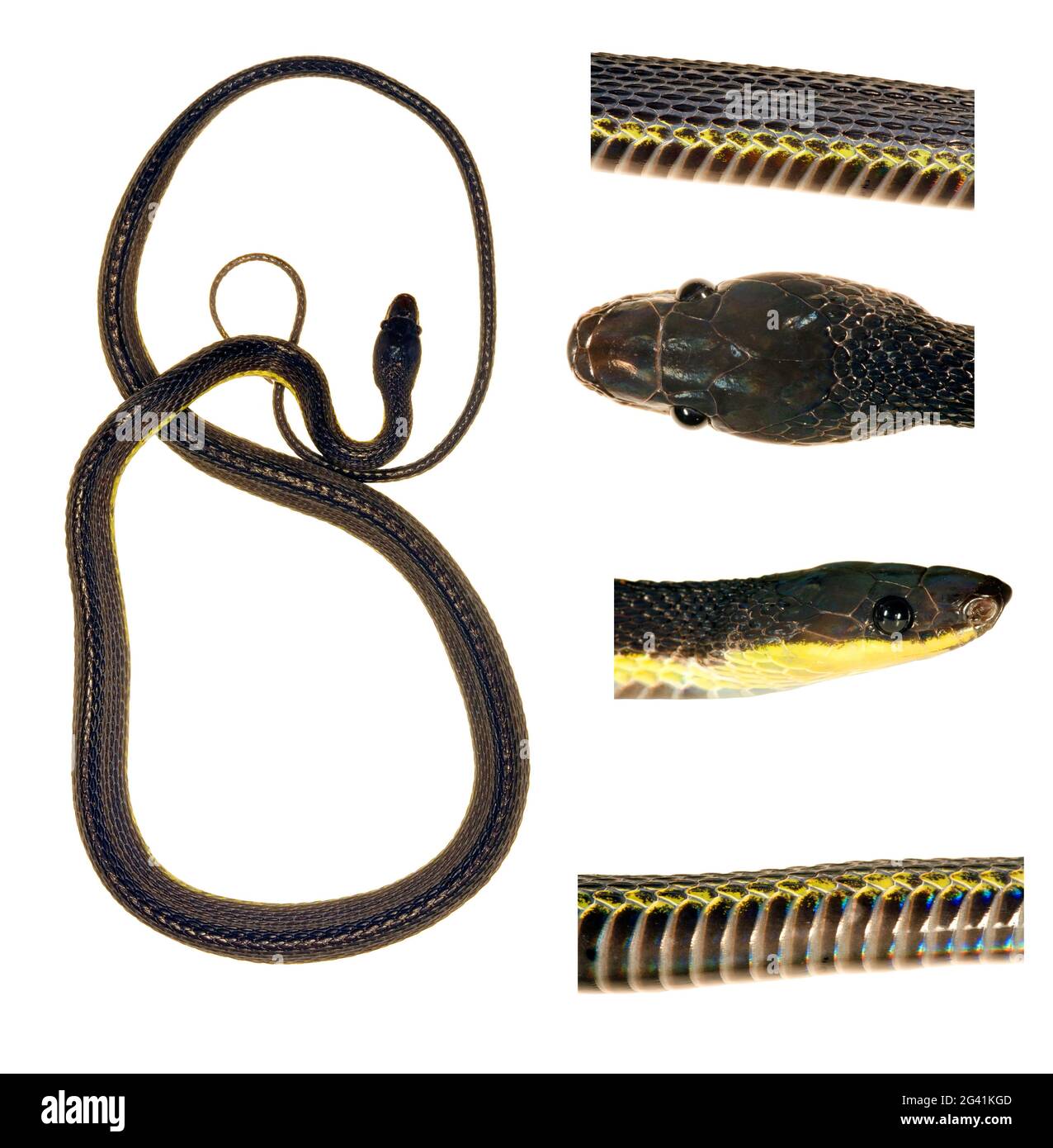 The rare Bicolored Shadow Snake (Synophis bicolor) from Orellana ...