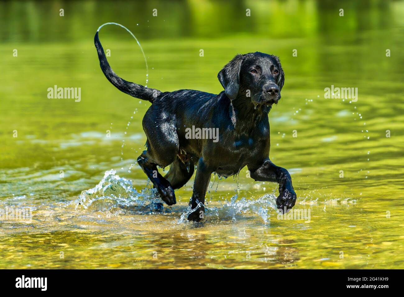Photos de labrador retriever hi-res stock photography and images - Alamy