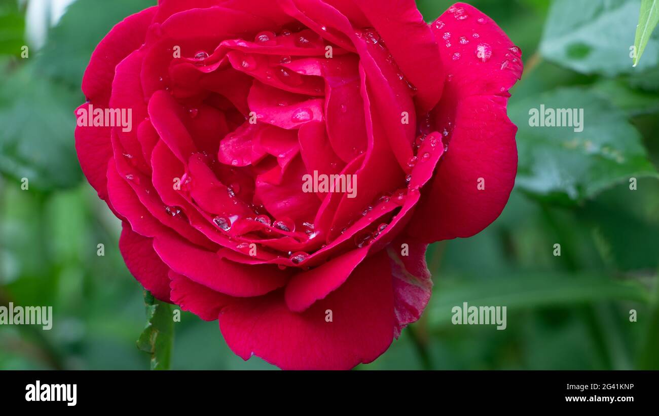 Closeup rose head hi-res stock photography and images - Alamy