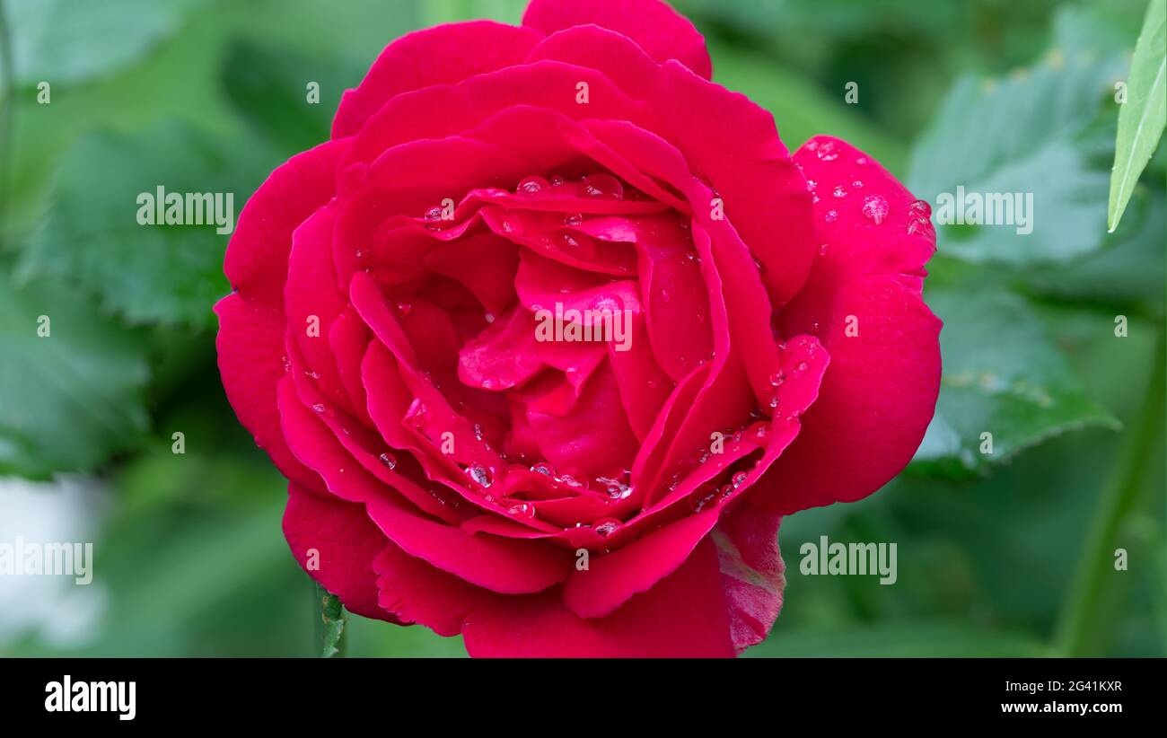 Rose head hi-res stock photography and images - Alamy