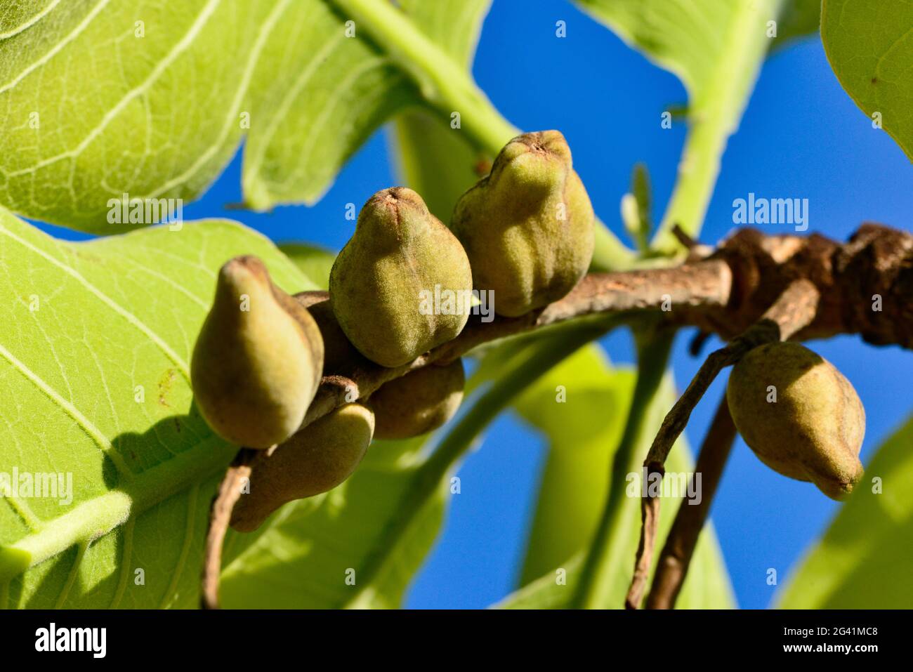 Cockatoo plum hi-res stock photography and images - Alamy