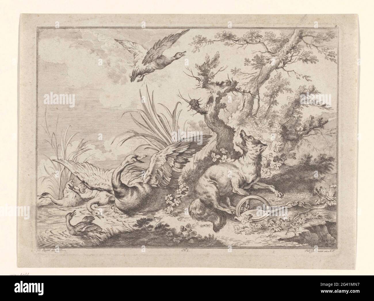 Wolf in a clip with a goose and ducks; Hunting animals Stock Photo - Alamy