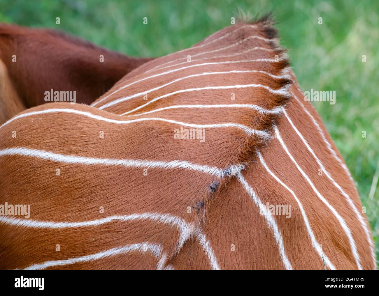 Eastern Bongo (Tragelaphus eurycerus isaaci Stock Photo - Alamy