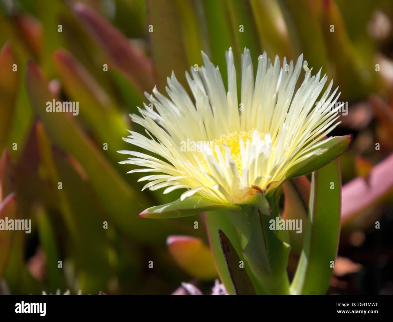 Carpobrotus edulis hi-res stock photography and images - Alamy