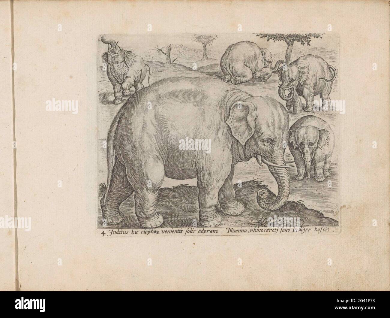 Five elephants; Animals. Five elephants. Center for an elephant ...