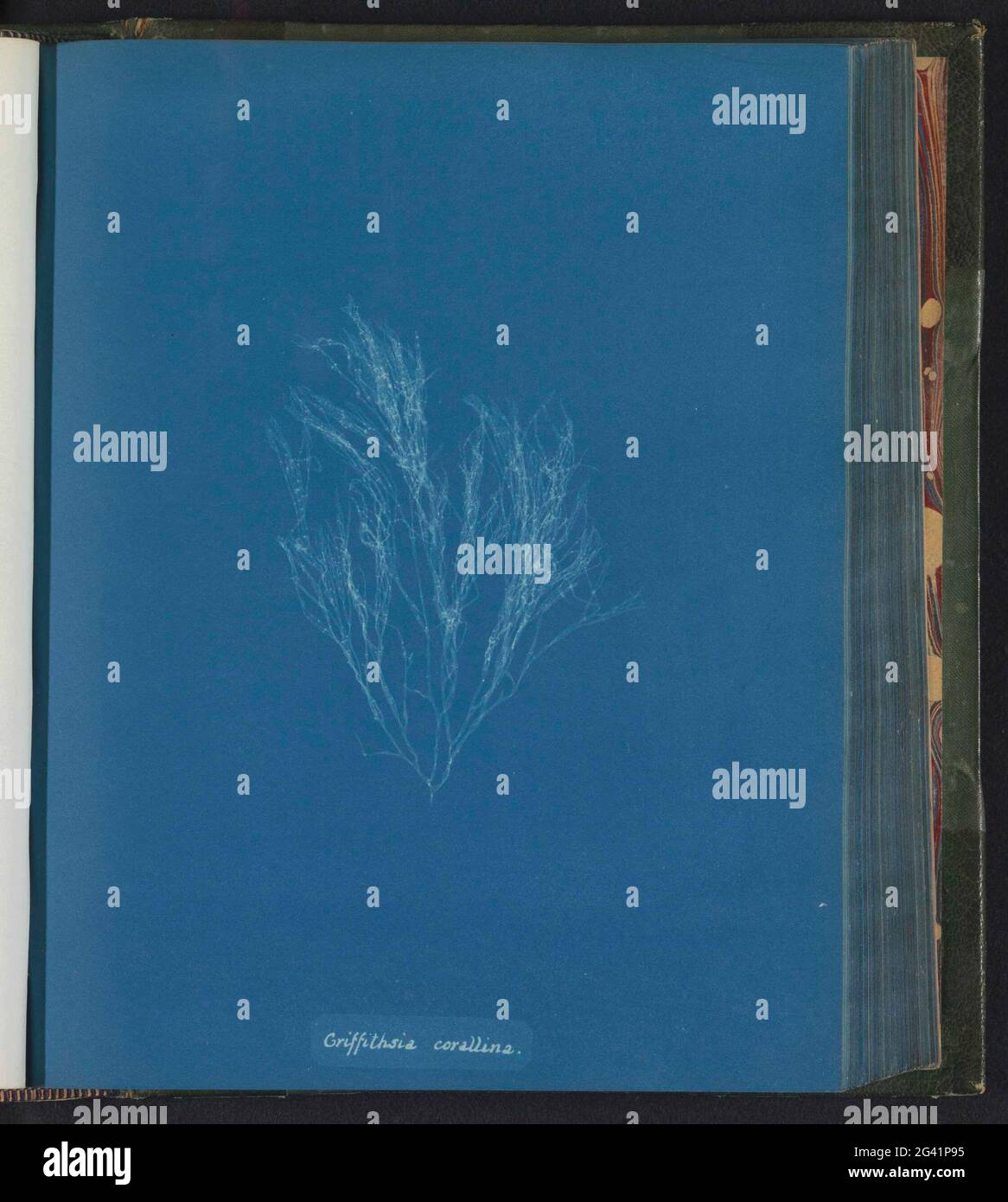 Griffithsia Corallina; Seaweed Stock Photo - Alamy