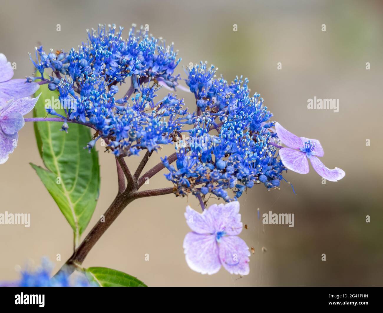 Blue Lacecap Hydrangea just beginning to flower Stock Photo - Alamy