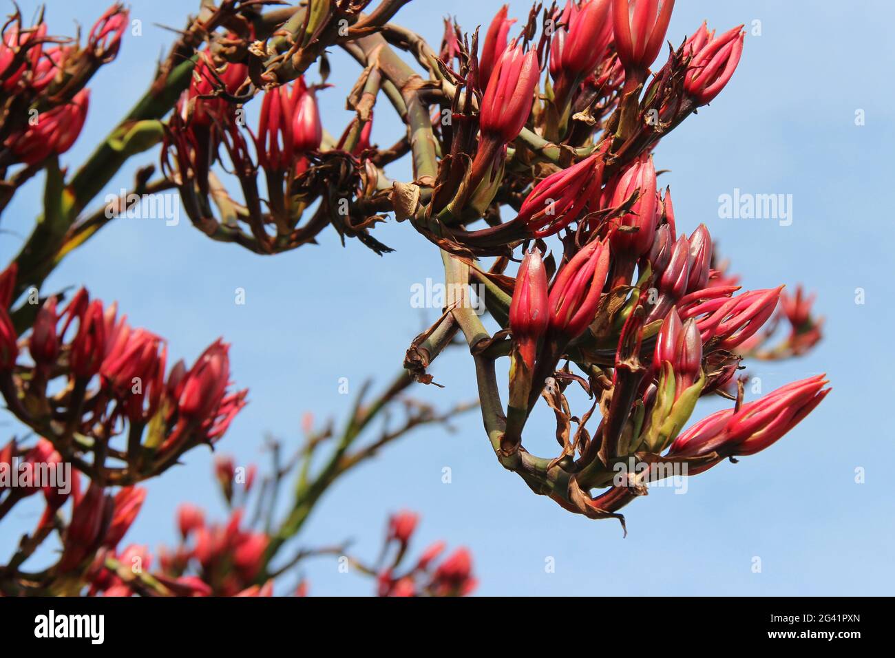 blooming tree in the royal botanic gardens in sydney (australia Stock ...