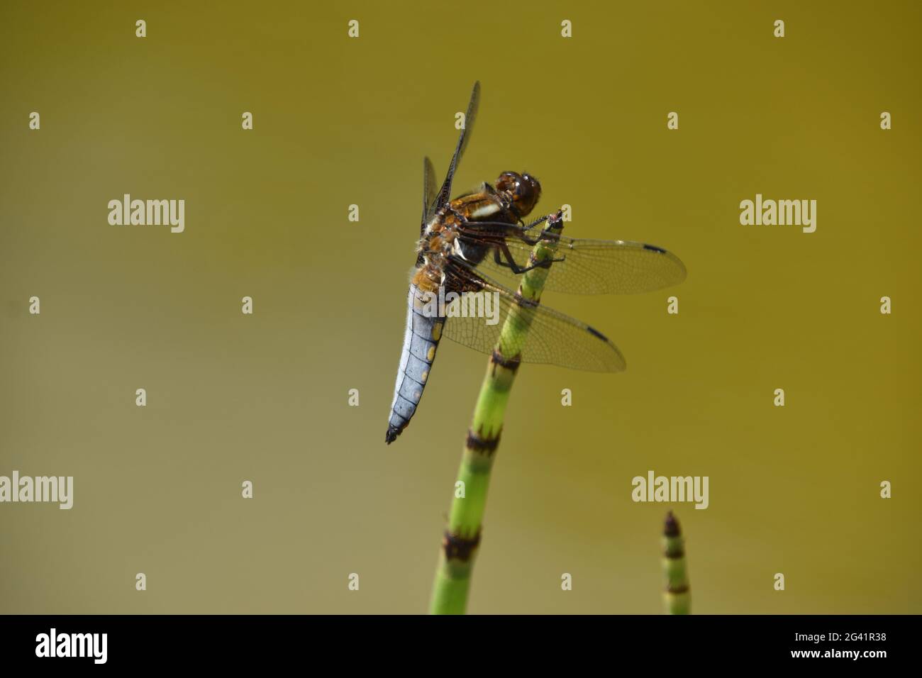 Male Broad bodied chaser Dragonfly resting on vertical pond plant Stock ...