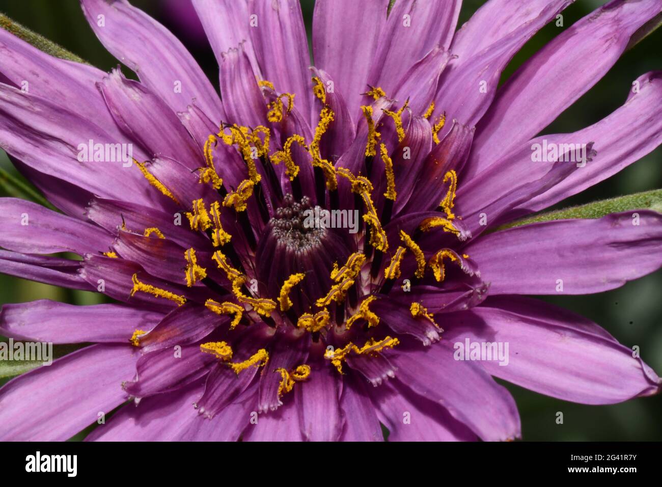 Golden shapes hi-res stock photography and images - Alamy