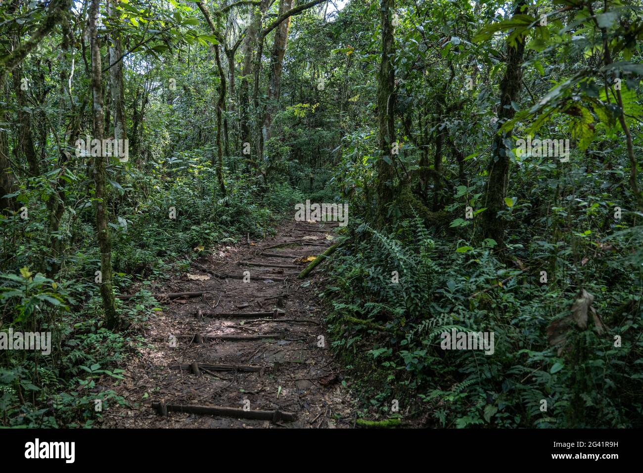 Nyungwe forest tourism outdoors rainforest hi-res stock photography and ...