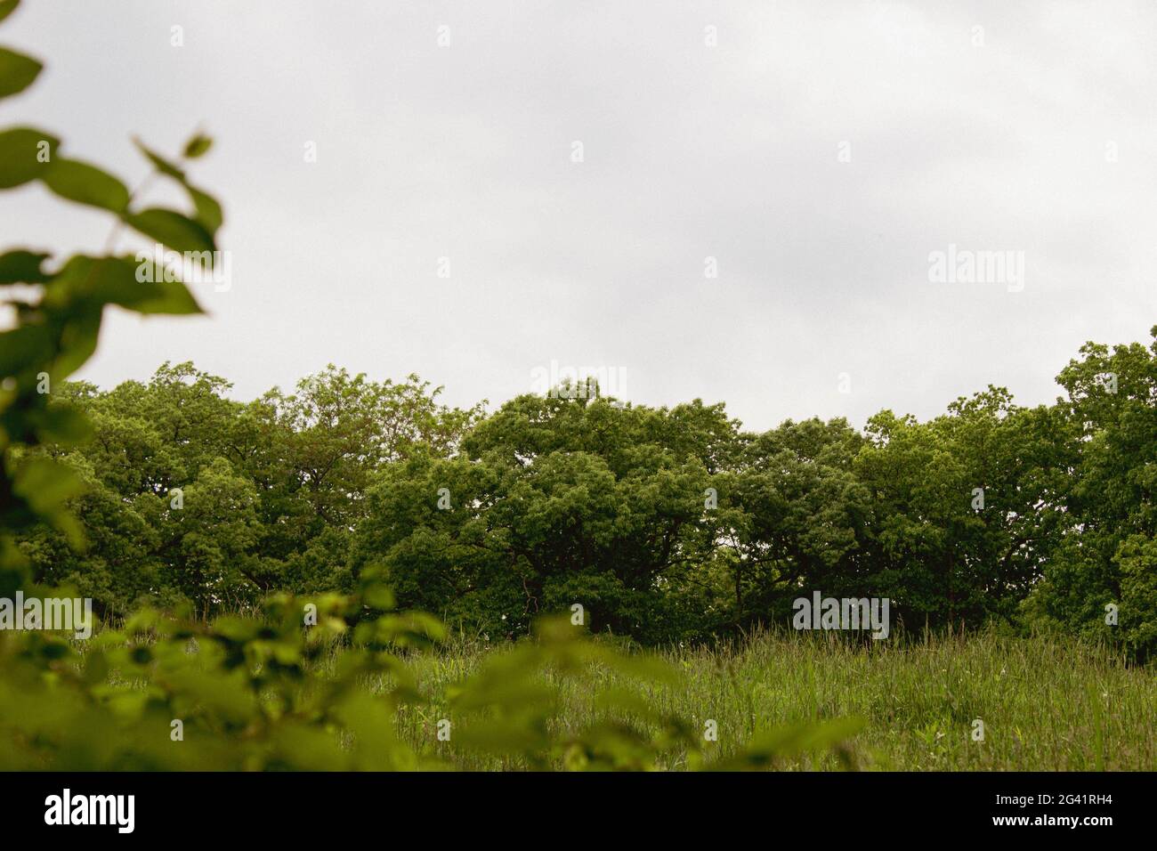 Treeline hi-res stock photography and images - Alamy