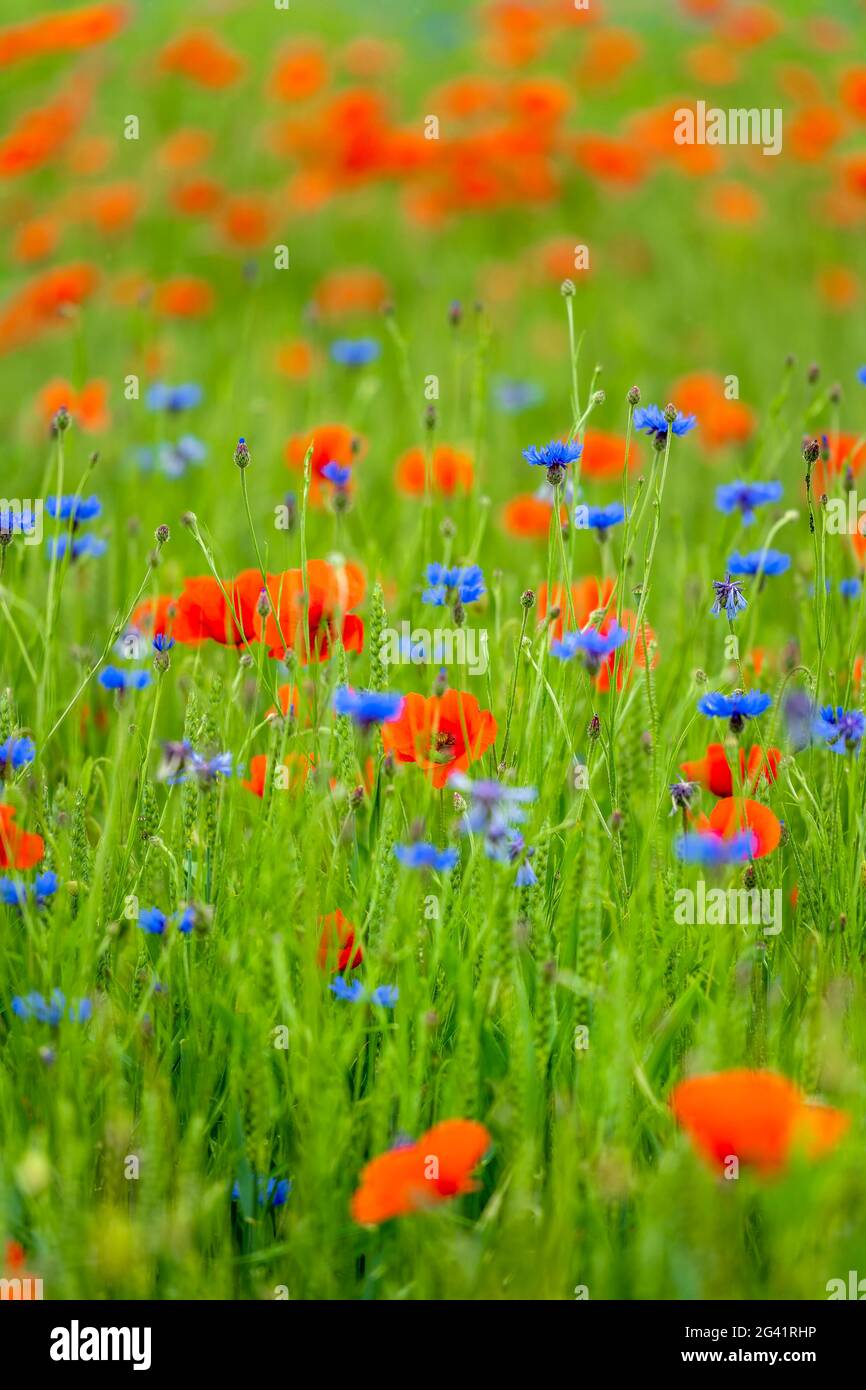 Organic grain field with summer flowers, Bavaria, Germany, Europe Stock ...