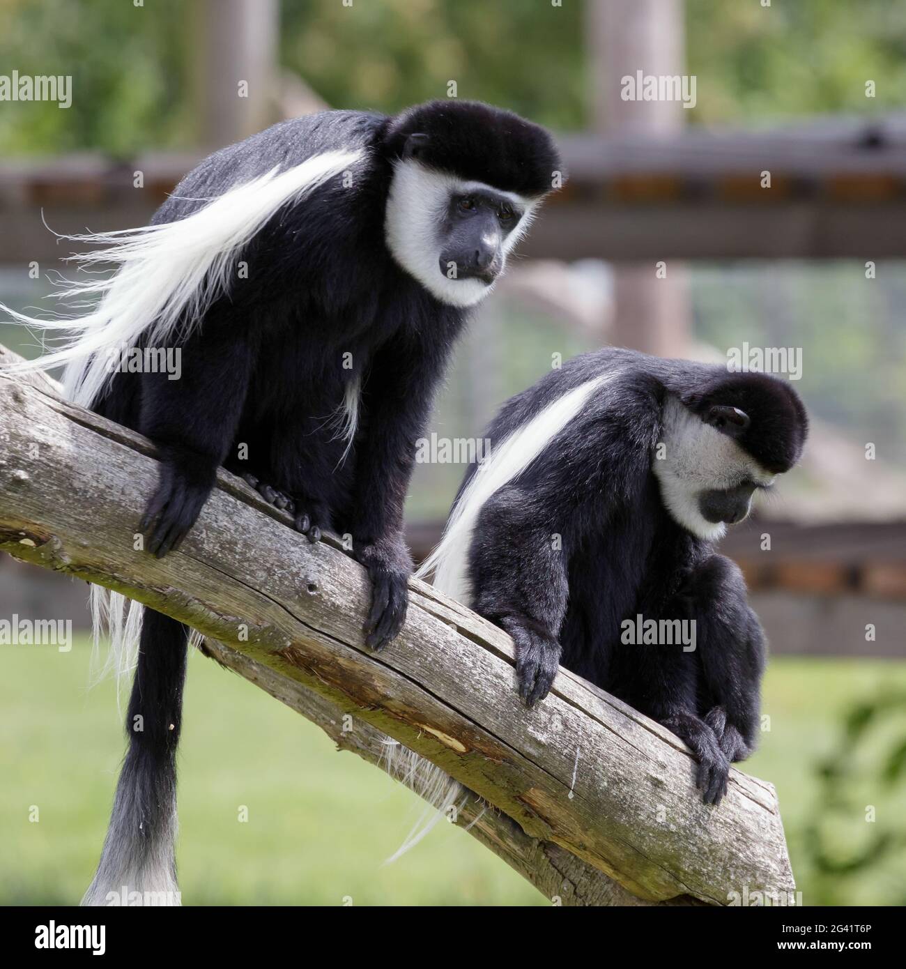 Black and White Colobus (Colubus Stock Photo - Alamy