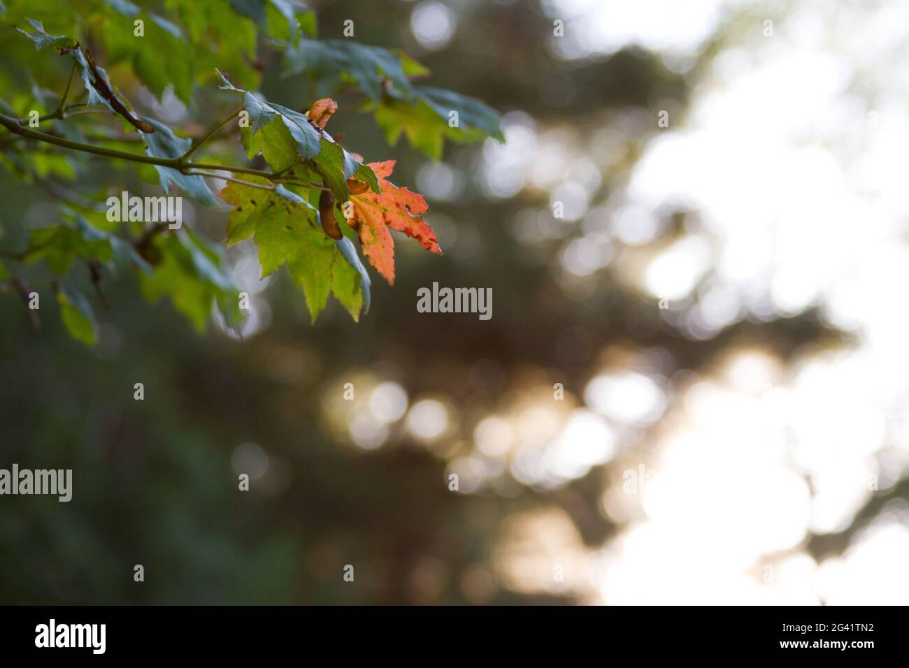 vine maple leaf changing color in the fall season Stock Photo - Alamy