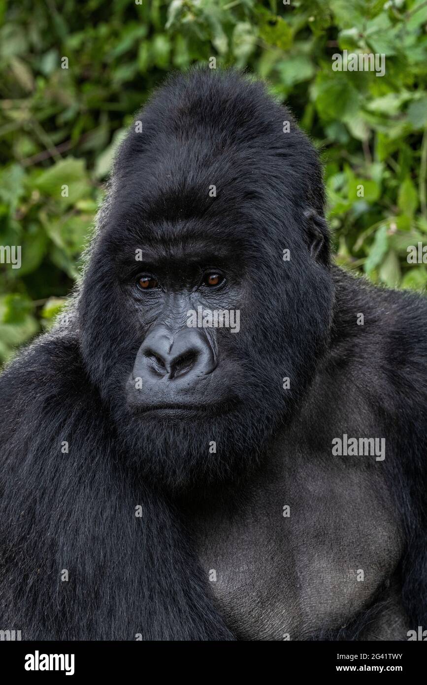Silverback Guhonda is over 30 years old, two meters tall, weighs more ...