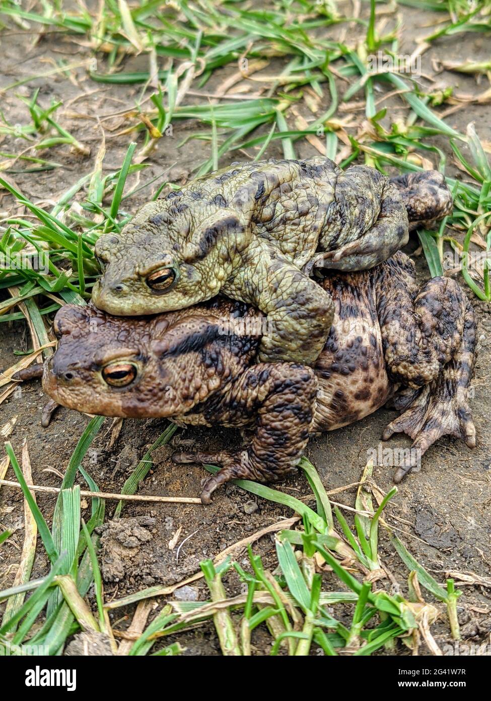 Female and male toads hi-res stock photography and images - Alamy