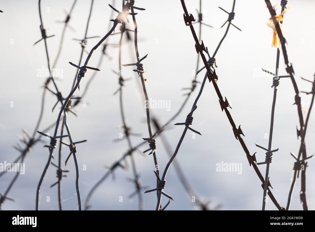 Barb wire cut out hi-res stock photography and images - Alamy