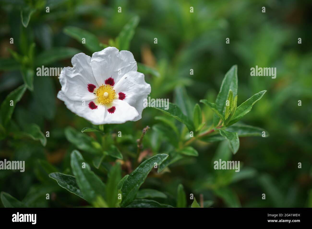 White Cistus (Lucitanica Decumbens) flowering in an English gard Stock ...