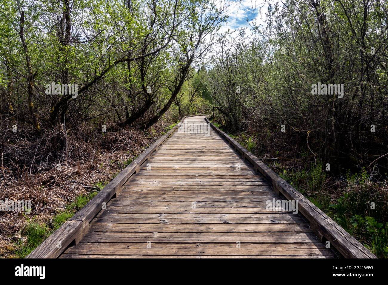 view of a curved boardwalk in a marshland on a cloudy, overcast day in ...