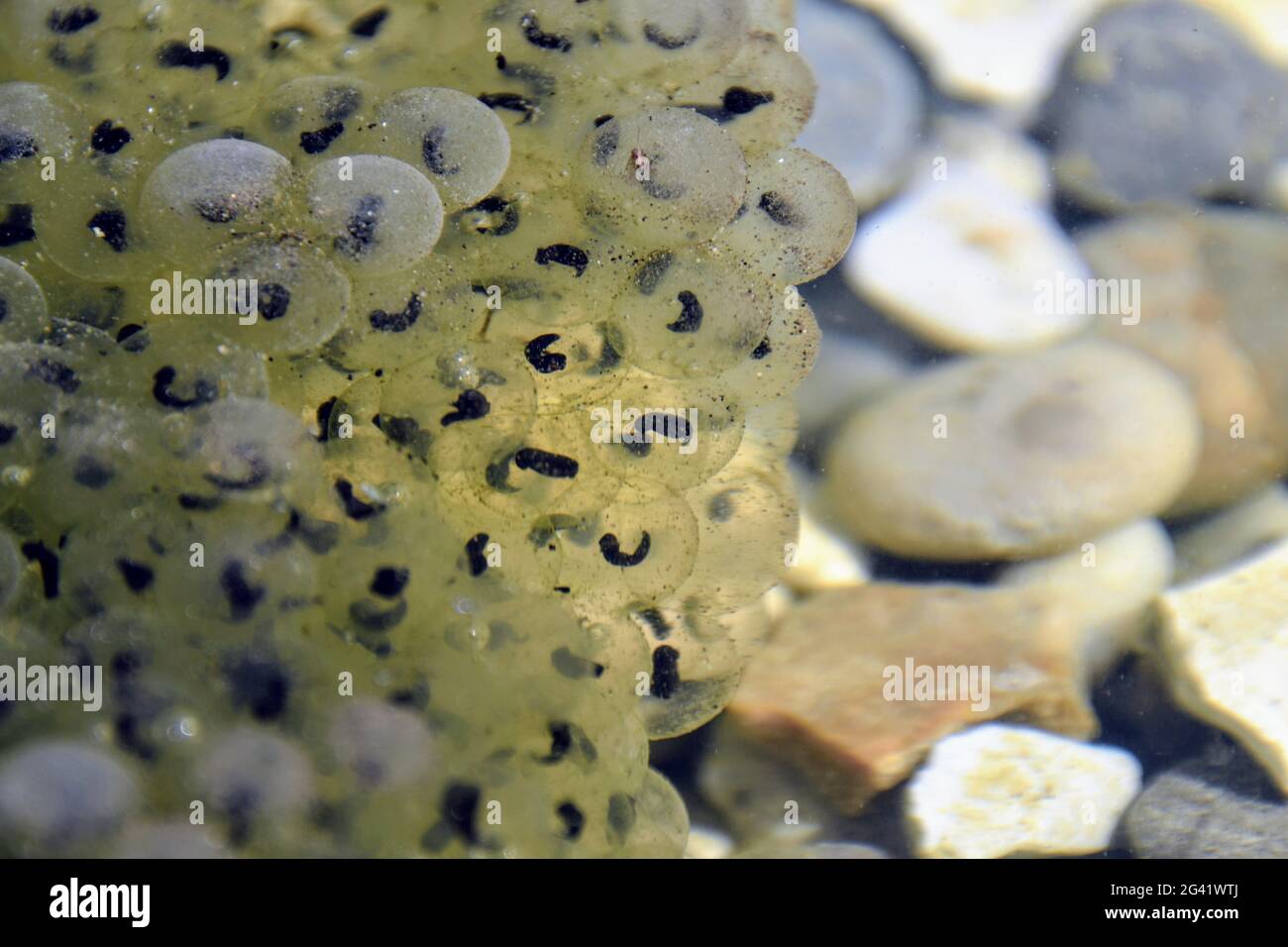 Baby tadpoles hi-res stock photography and images - Alamy