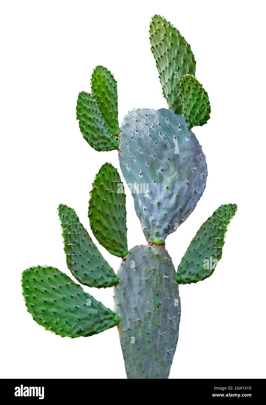 Cactus isolated on white background Stock Photo - Alamy