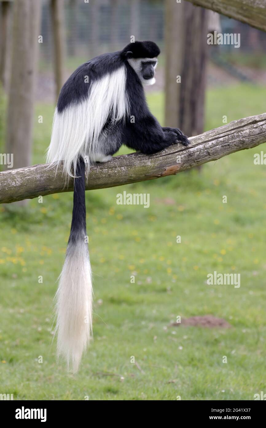 Primate tail balance hi-res stock photography and images - Alamy