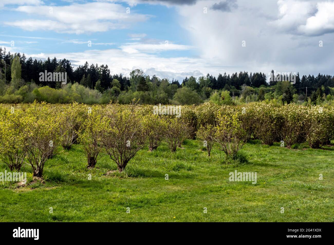 Blueberry plantation hi-res stock photography and images - Alamy