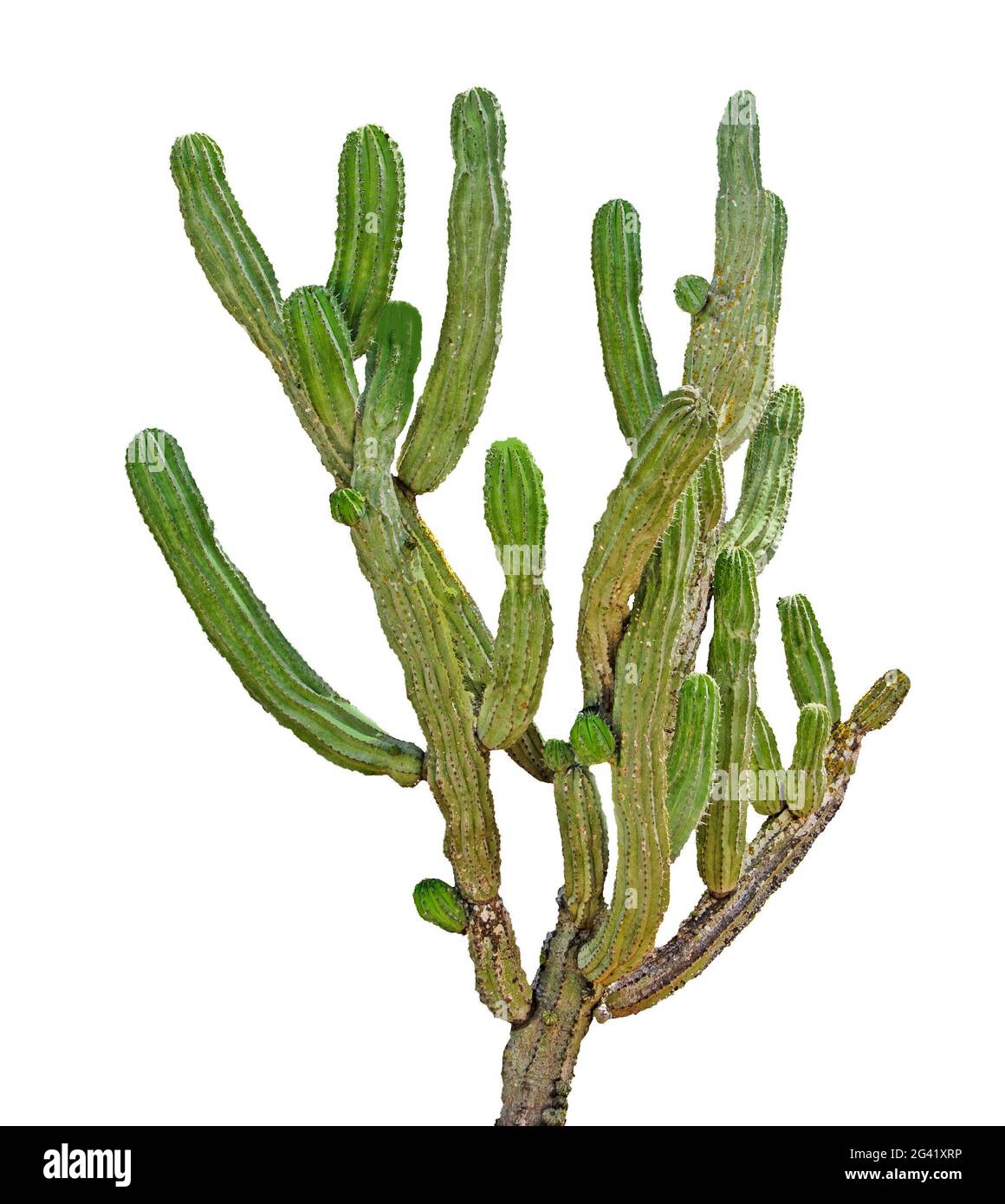 Cactus isolated on white background Stock Photo - Alamy