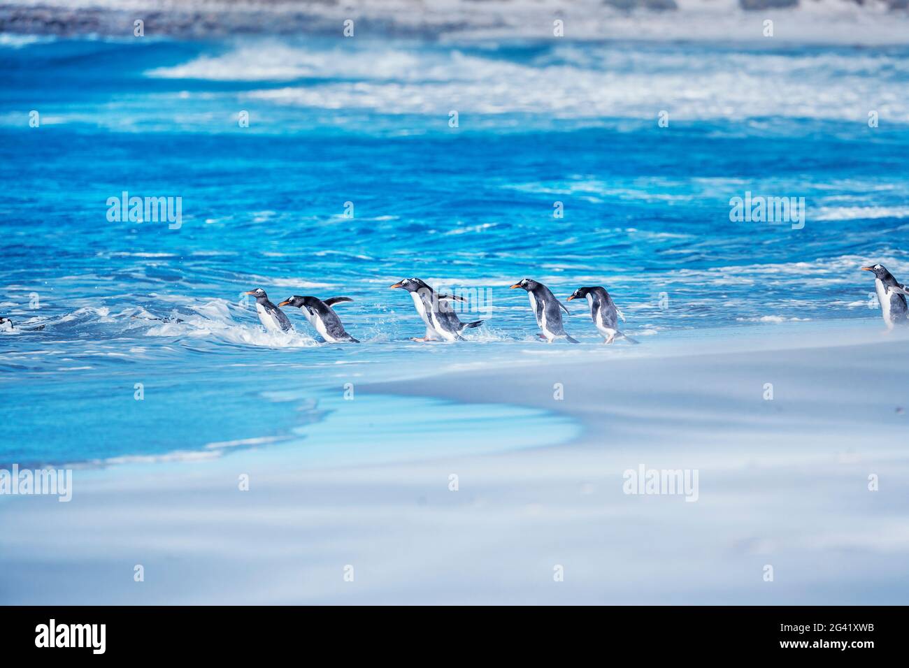 Gentoo penguins (Pygocelis papua papua) jumping into sea water, Sea ...