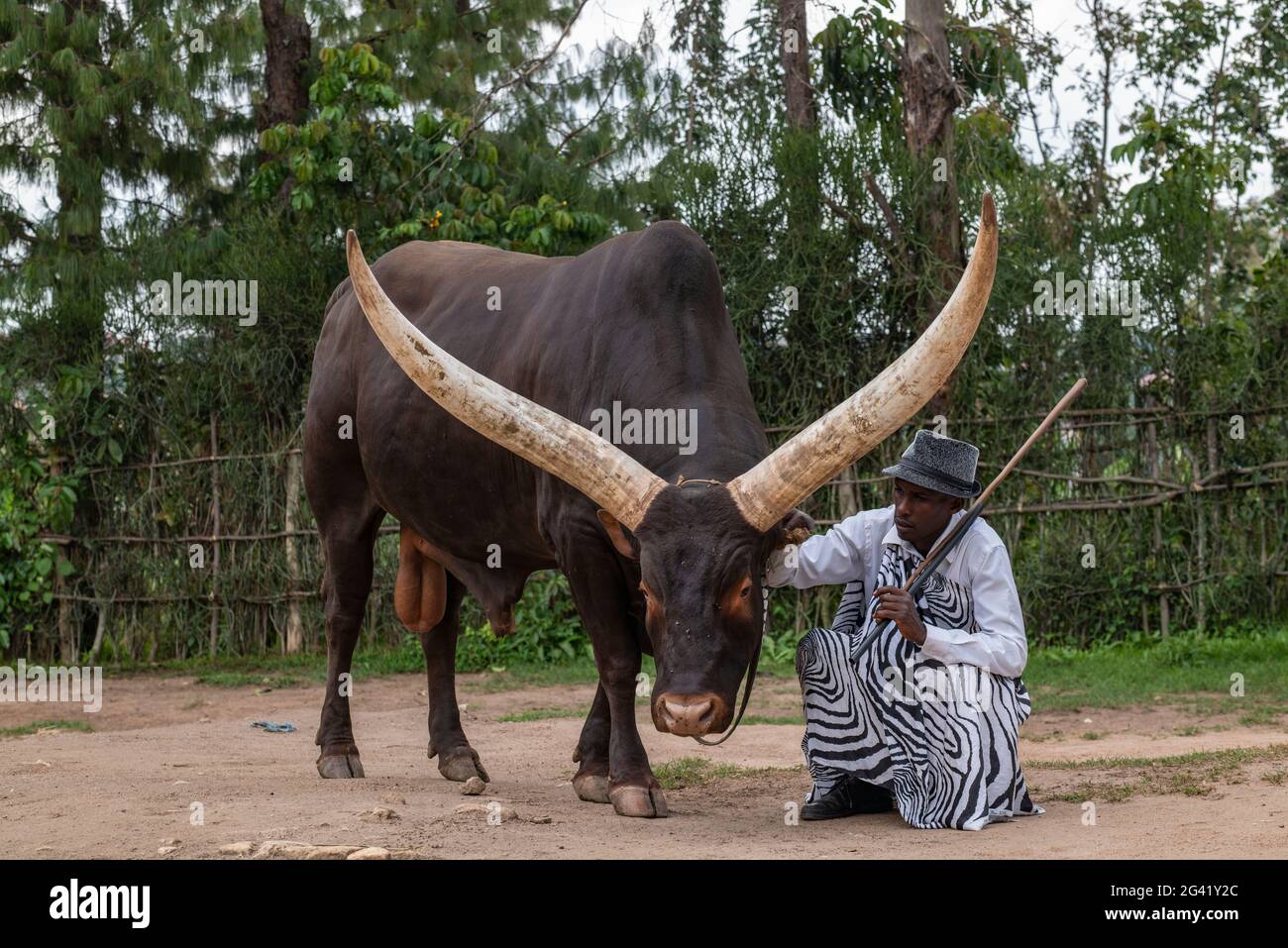 Inyambo (sacred) cow with huge horns and guardian in the garden of the ...