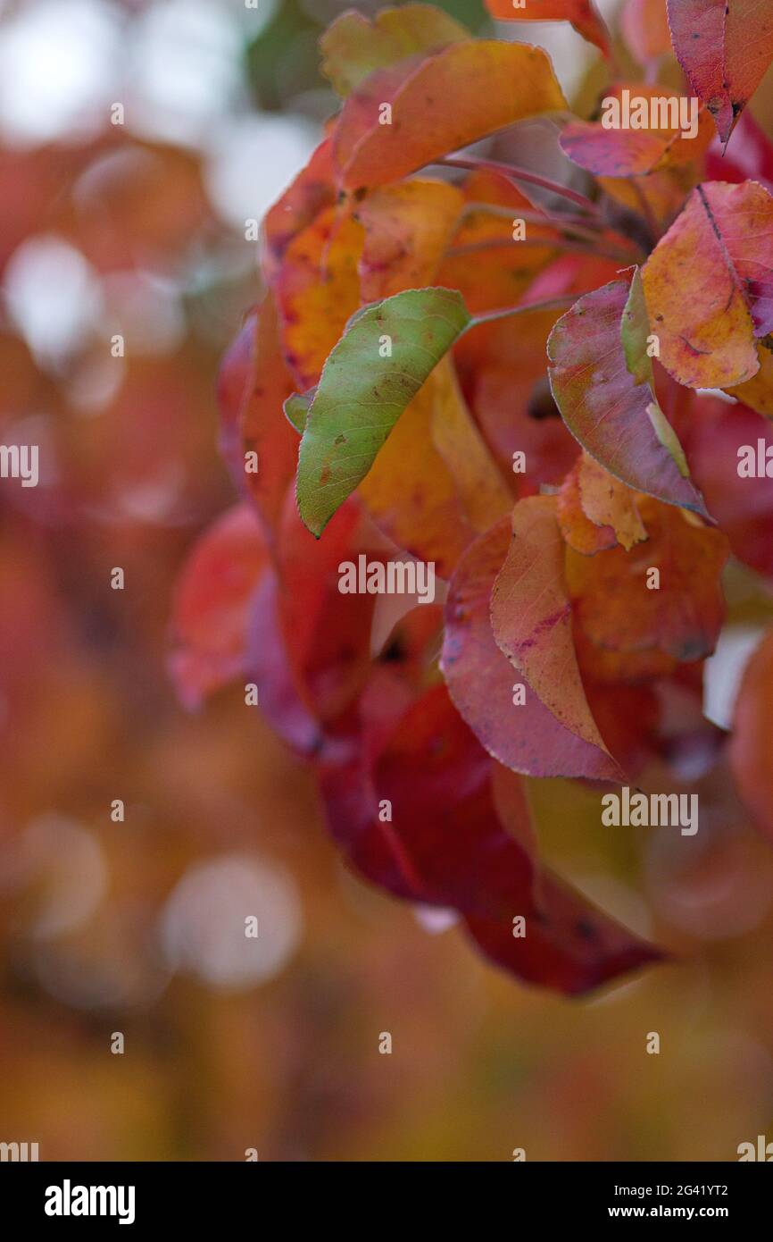 leaves changing color in the fall season Stock Photo - Alamy