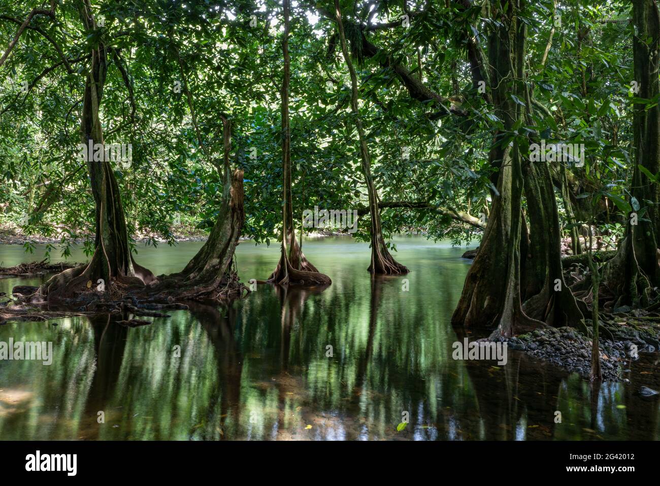 Mangrove cave hi-res stock photography and images - Alamy