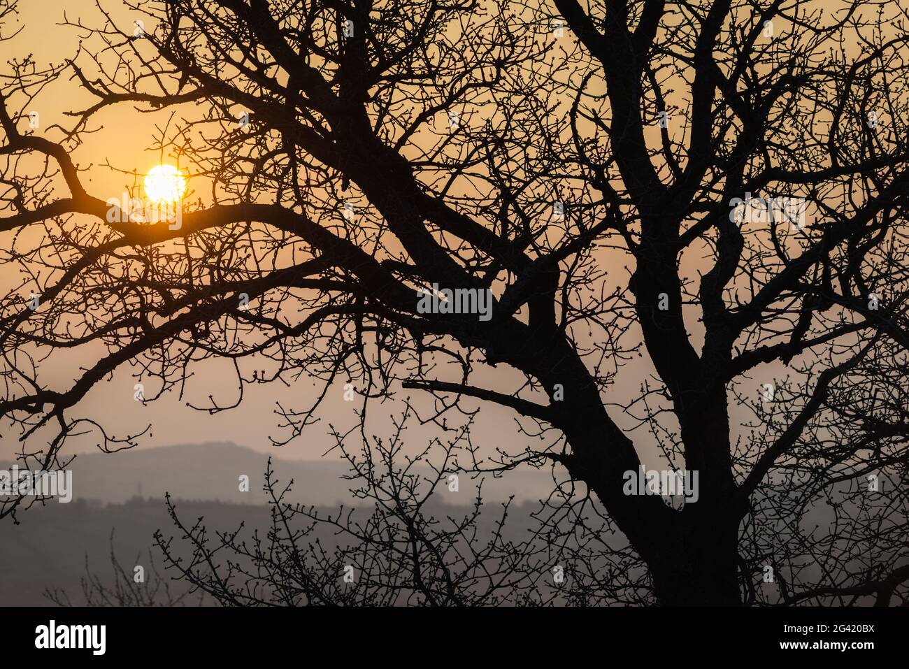 Sunrise with branches of a tree Stock Photo - Alamy