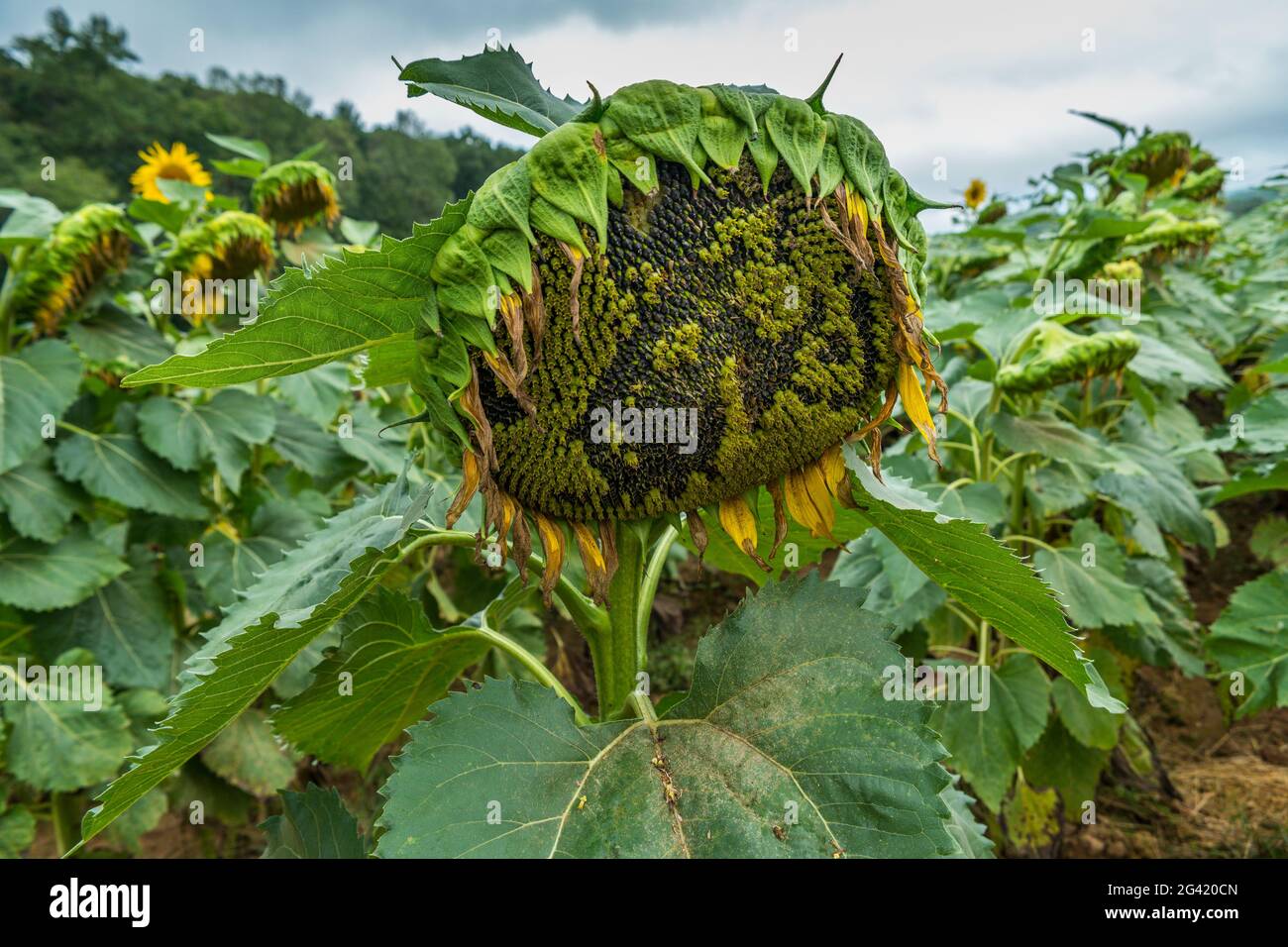 Tall drooping stem hi-res stock photography and images - Alamy