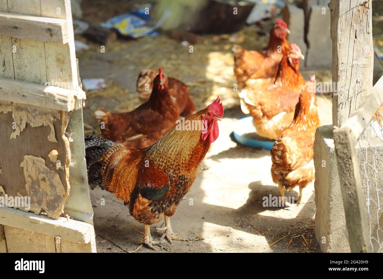 Rooster And Hens, Chicken Hoop Stock Photo - Alamy
