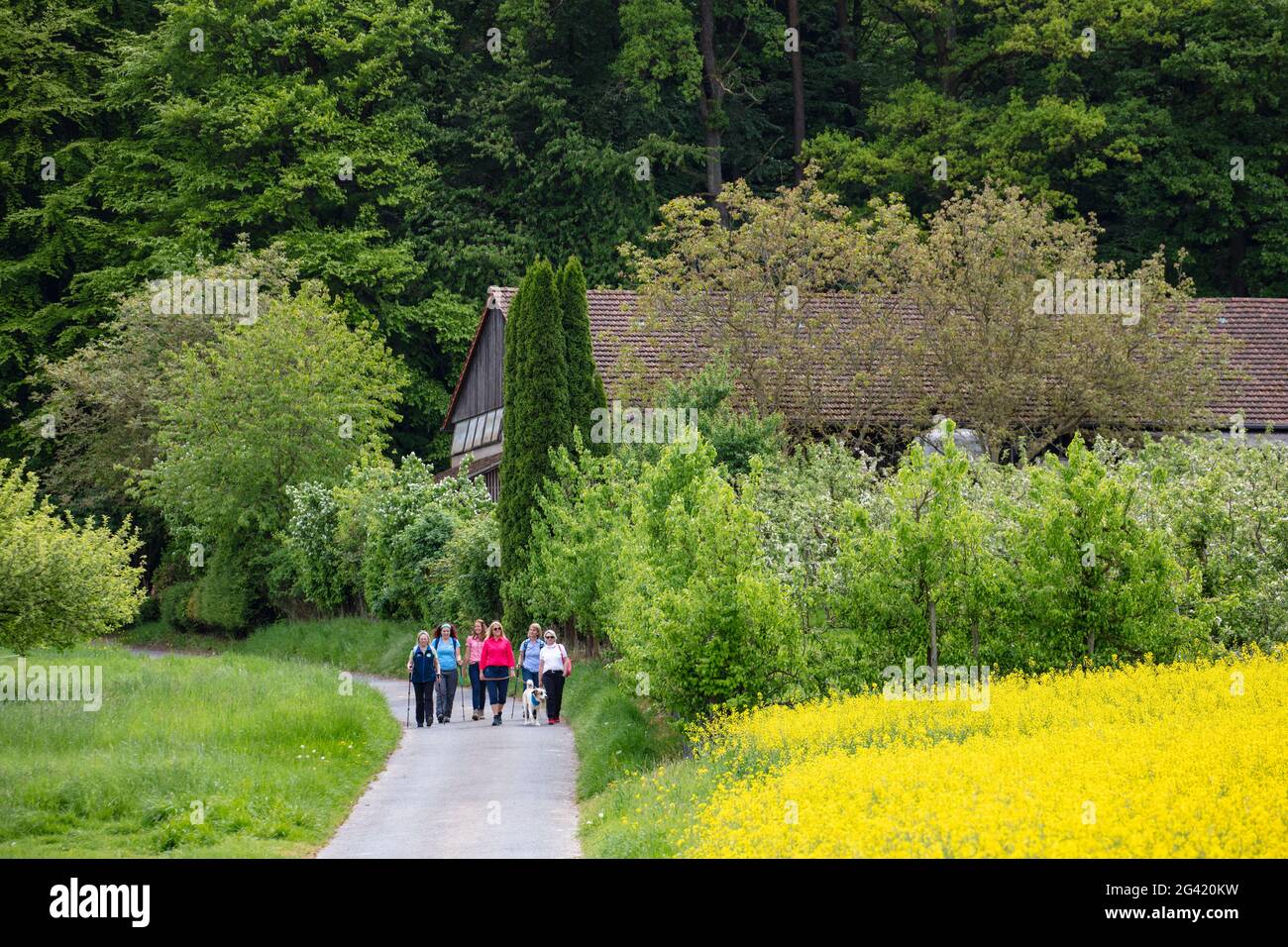 Group of hikers on road next to rapeseed field, near Leidersbach ...