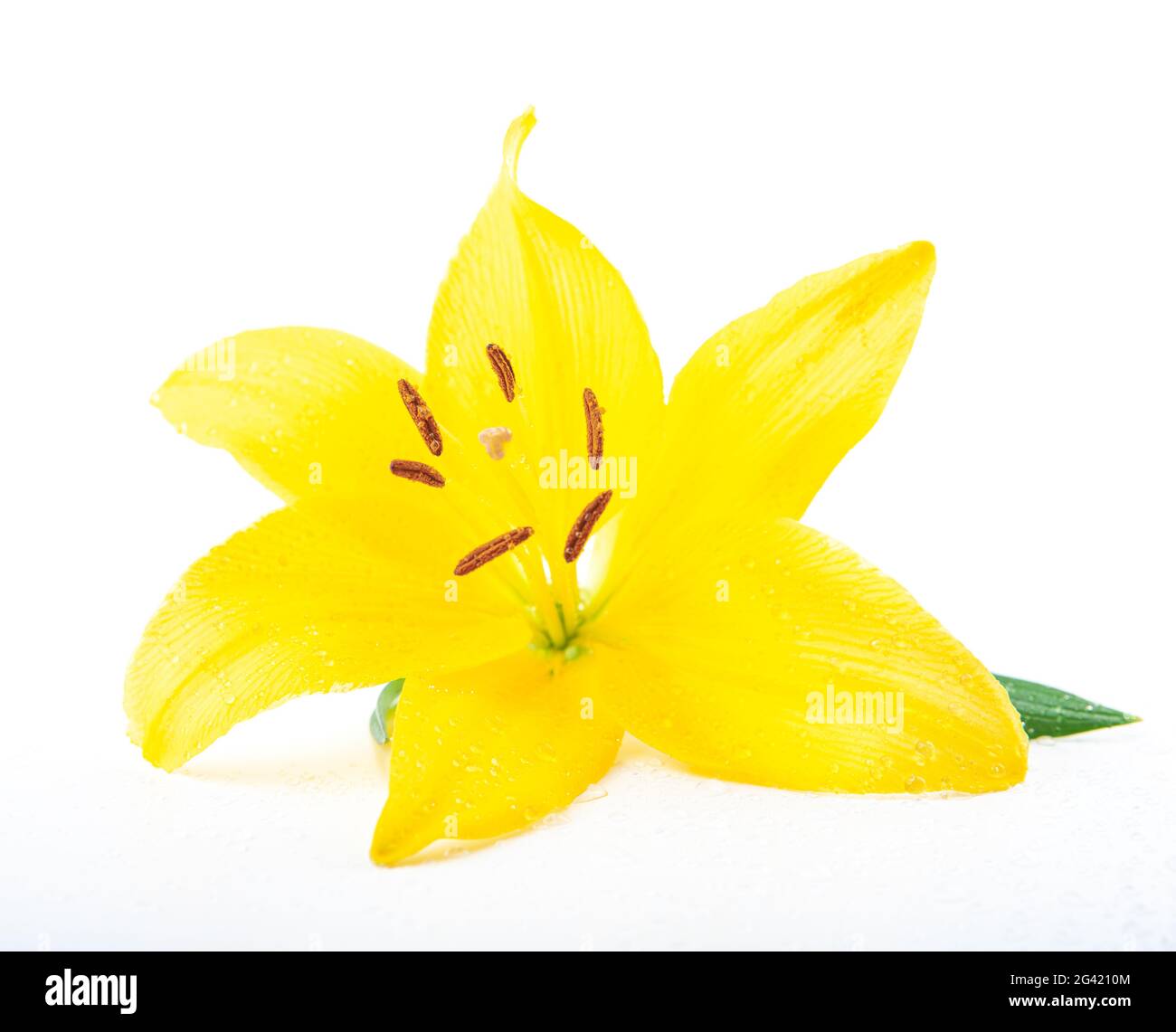 Yellow lilly single flower hi-res stock photography and images - Alamy