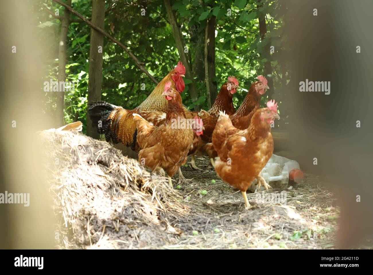 Rooster And Hens, Chicken Hoop Stock Photo - Alamy