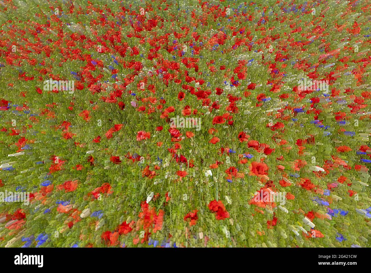 Poppy view hi-res stock photography and images - Alamy