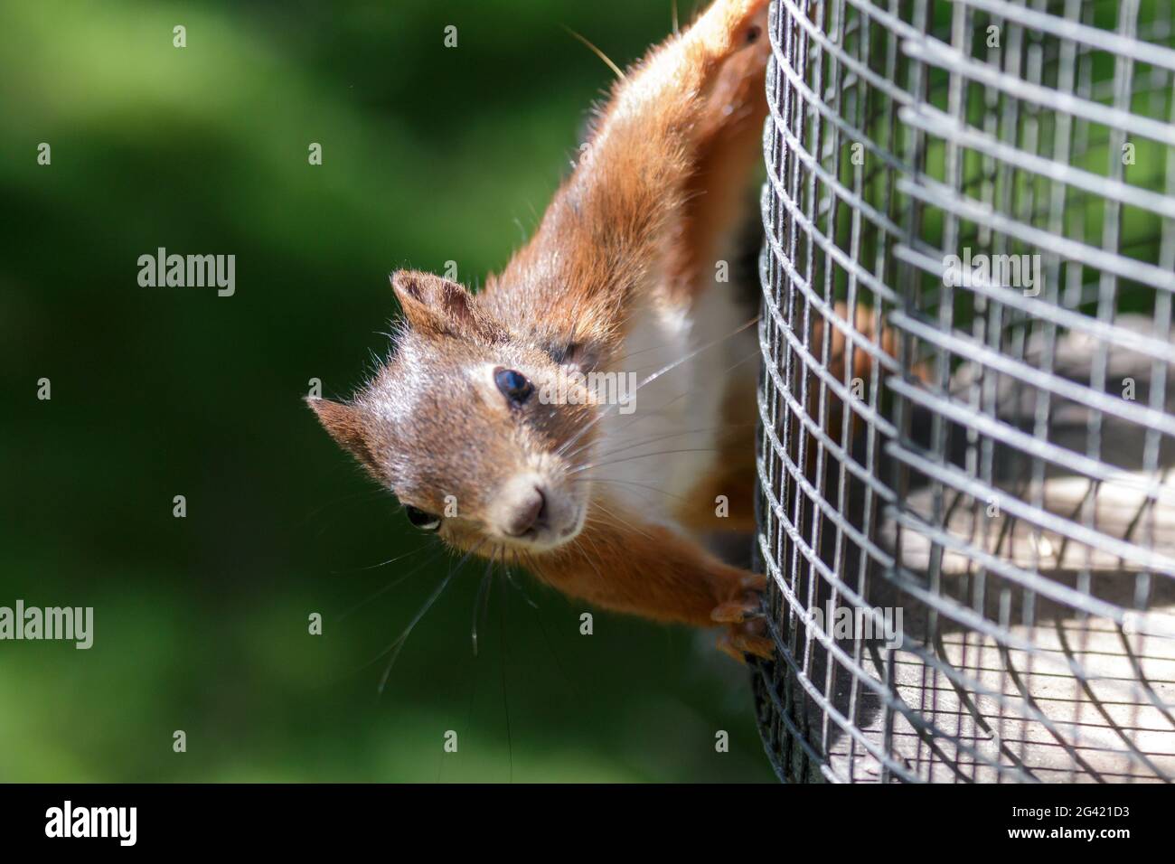 Red squirrel paws hi-res stock photography and images - Alamy