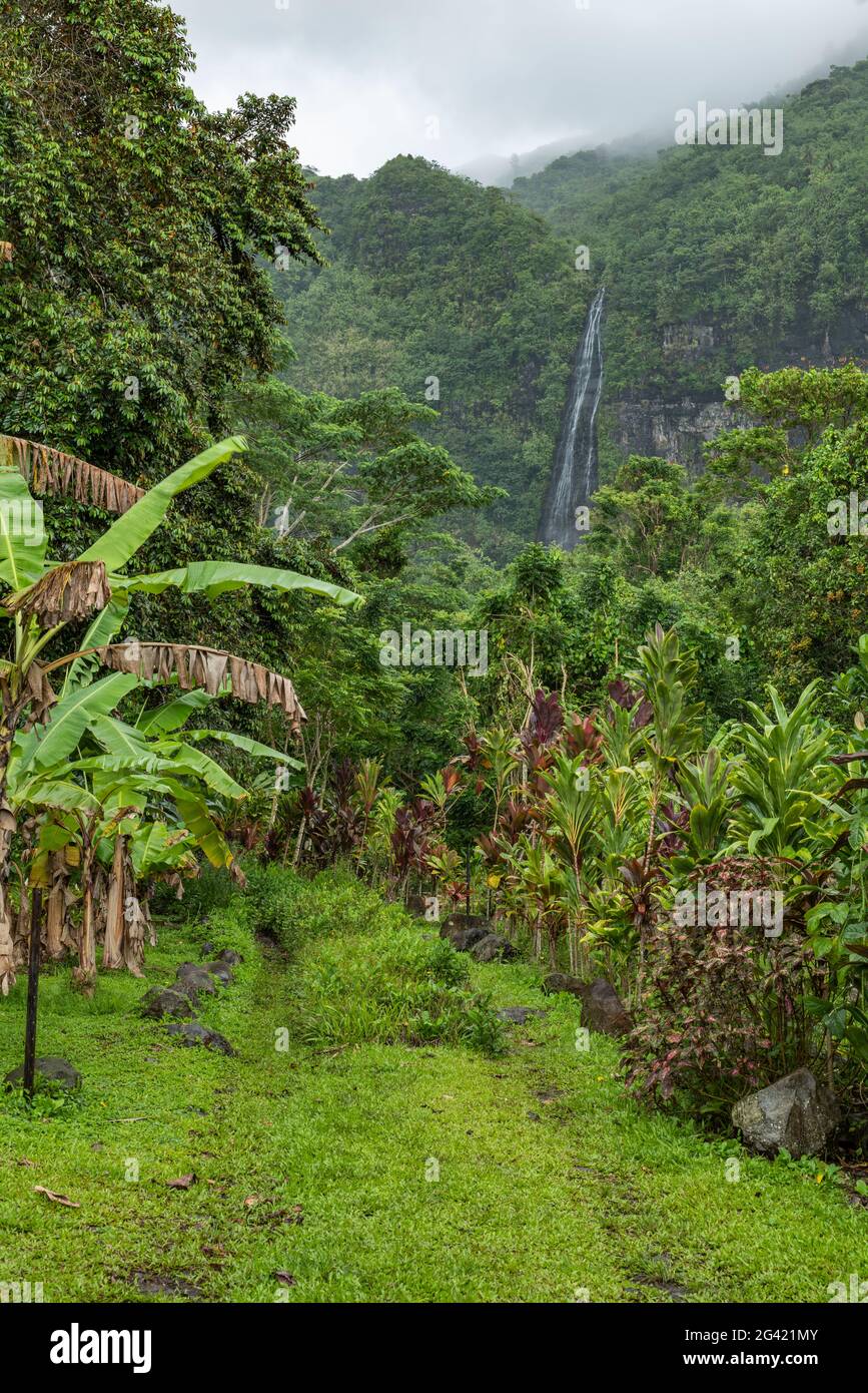 Lush vegetation along the way to Afareaitu Waterfall, Moorea, Windward ...